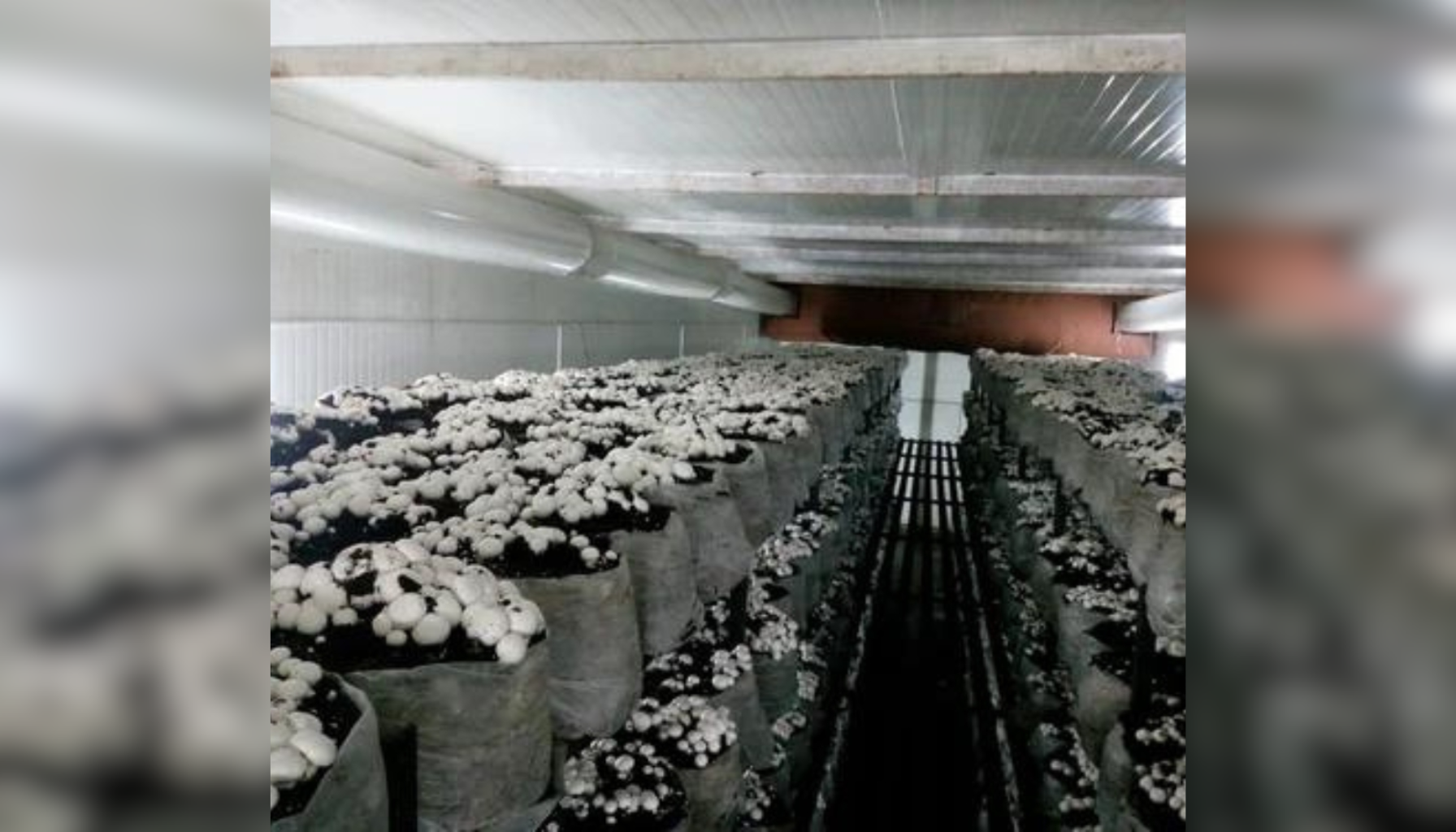 High Quality PUF Panels for Mushroom Growing Chambers
