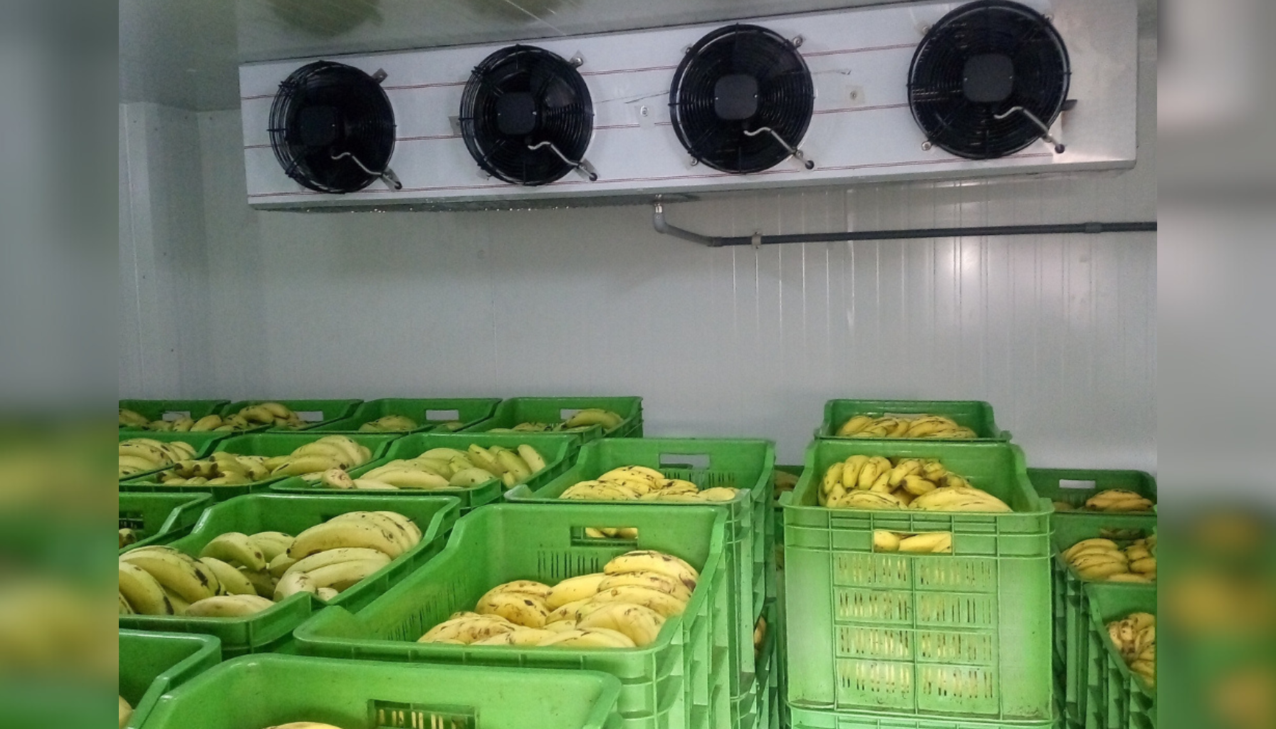 PUF Panel Banana Ripening Chambers | Maximizing Freshness