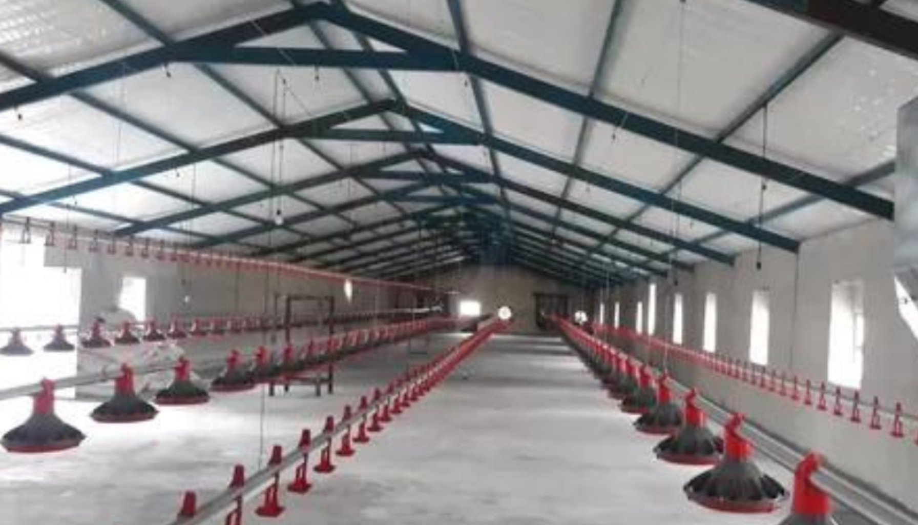 PUF Panel Poultry Farm: Ideal for Chicken & Egg Production